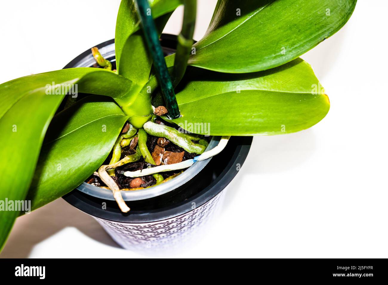 Orchid Phalaenopsis Roots