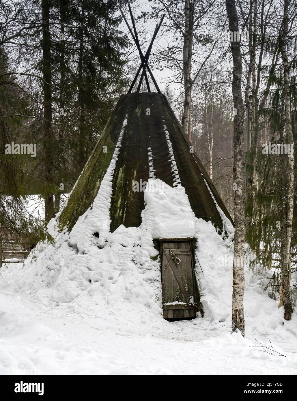 A traditional sami tent (kota) , covered by a mossy fabric, in a snowy ...