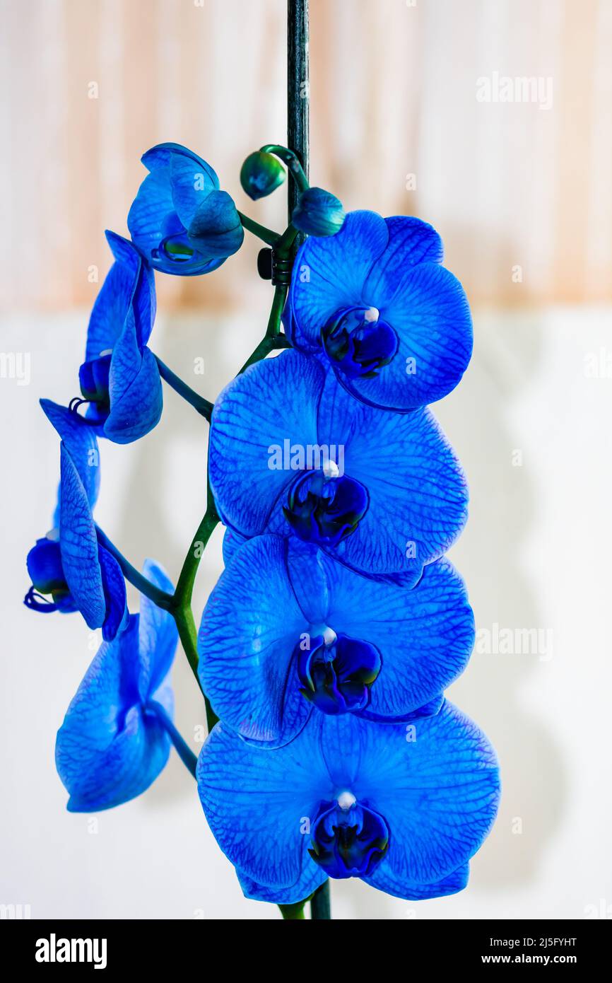 Beautiful and blue delicate orchid flowers Phalaenopsis isolated ...