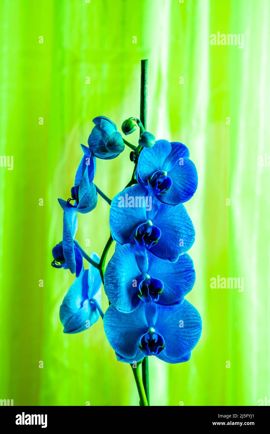 Beautiful and blue delicate orchid flowers Phalaenopsis isolated on ...