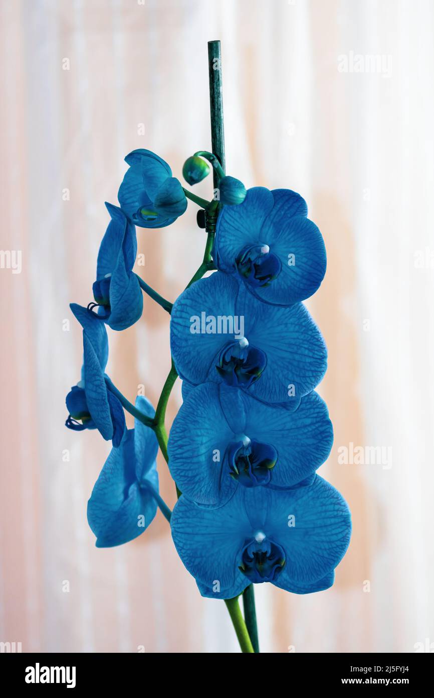 Beautiful and blue delicate orchid flowers Phalaenopsis isolated ...