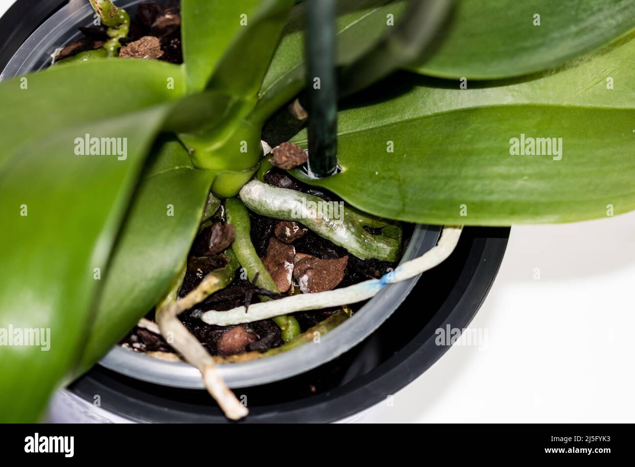 Young and healthy roots of phalaenopsis orchid in flower pot ...