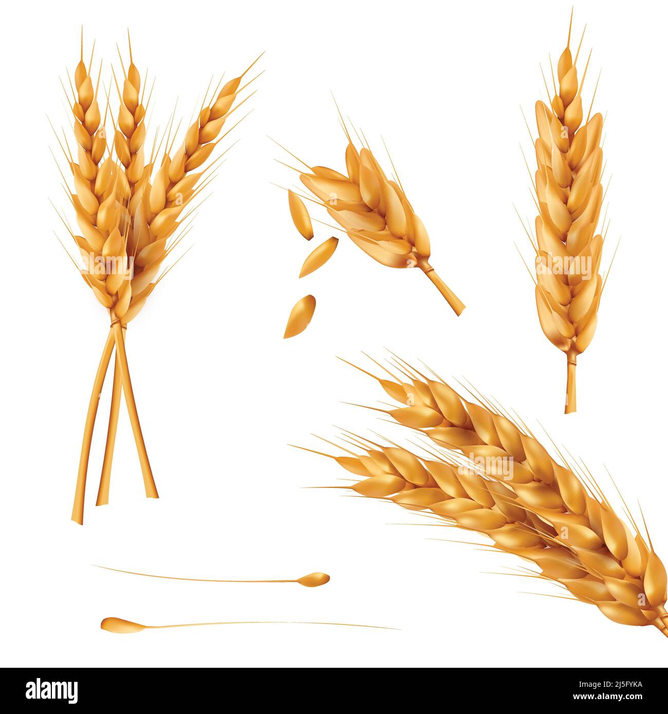 Set of vector illustrations of wheat spikelets, grains, sheaves of ...