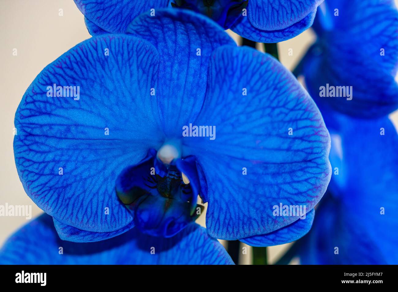 Beautiful and blue delicate orchid flowers Phalaenopsis isolated ...