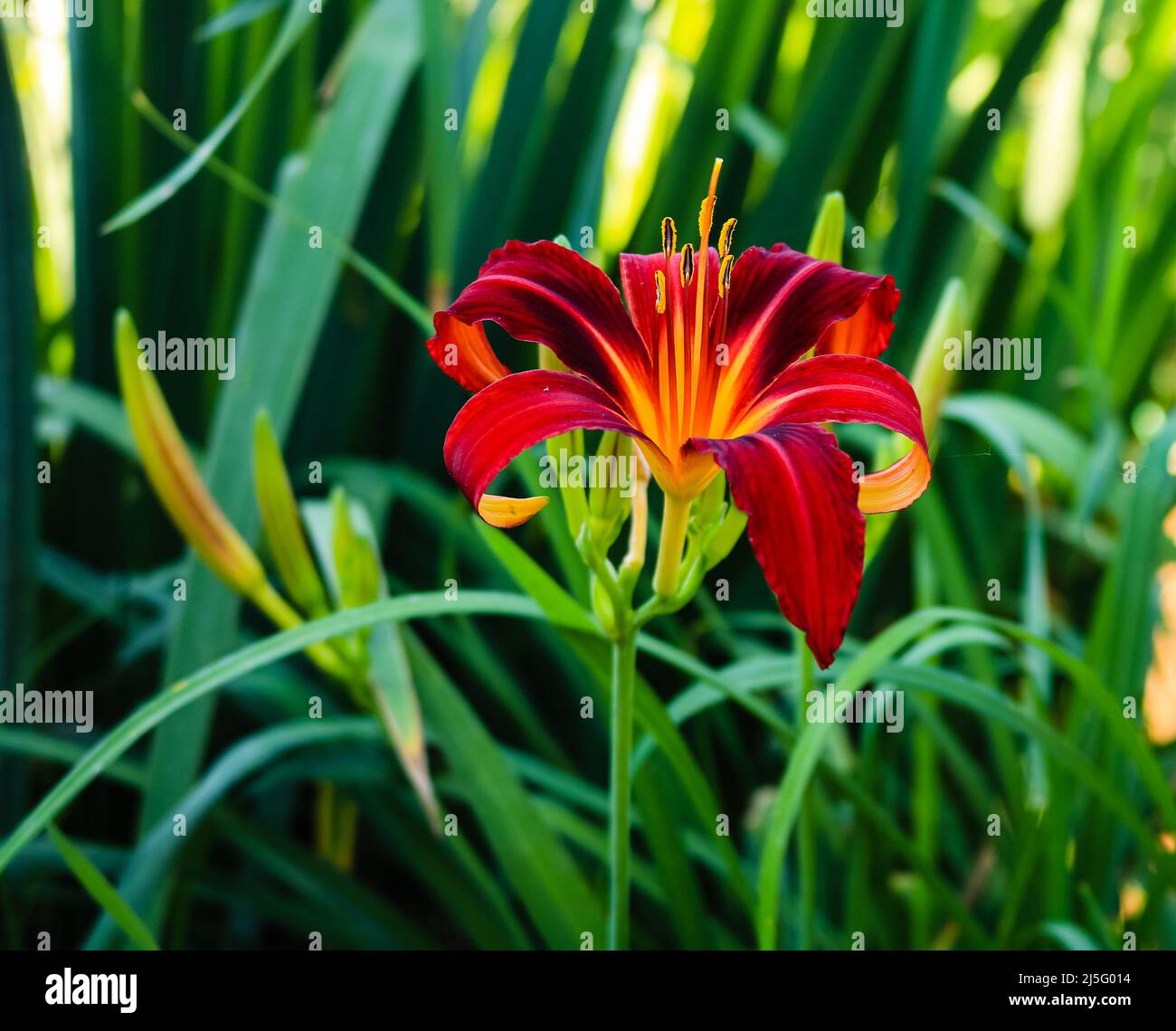 Close up of bright blooming red lily and background of green leaves ... Close up of bright blooming red lily and background of green leaves ...