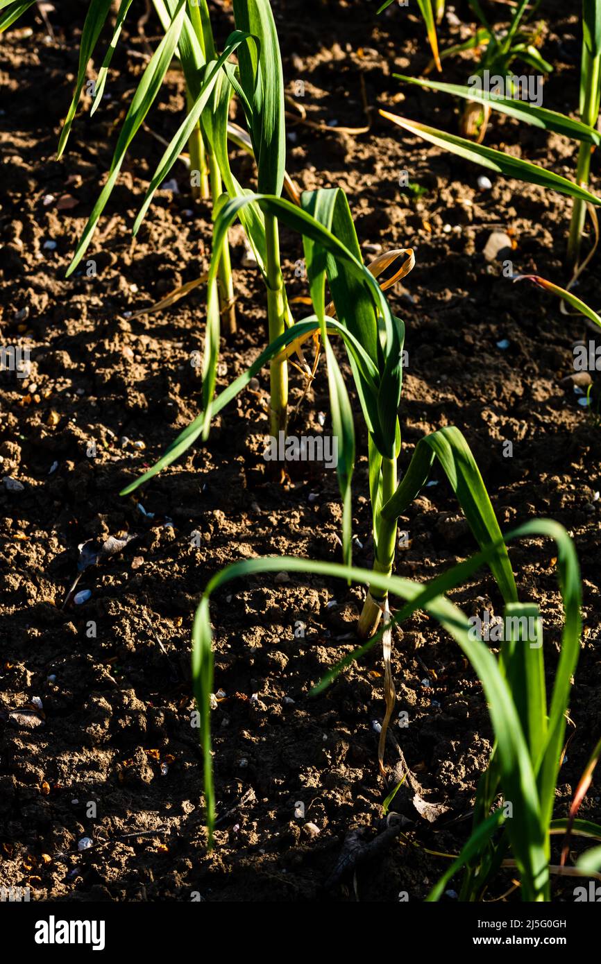 Spring onions grown in vegetable garden plots, Organically grown onions ...