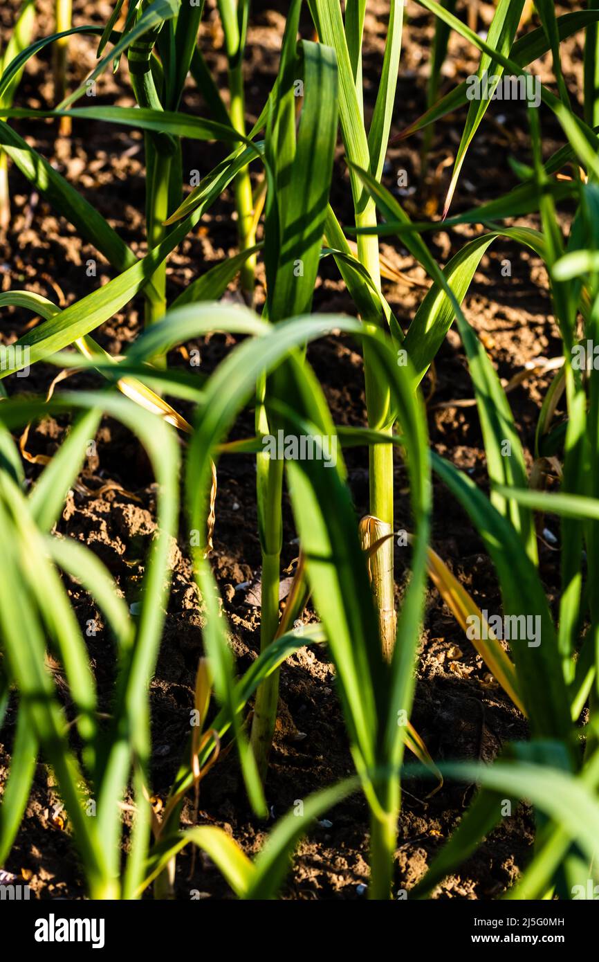 Spring onions grown in vegetable garden plots, Organically grown onions ...