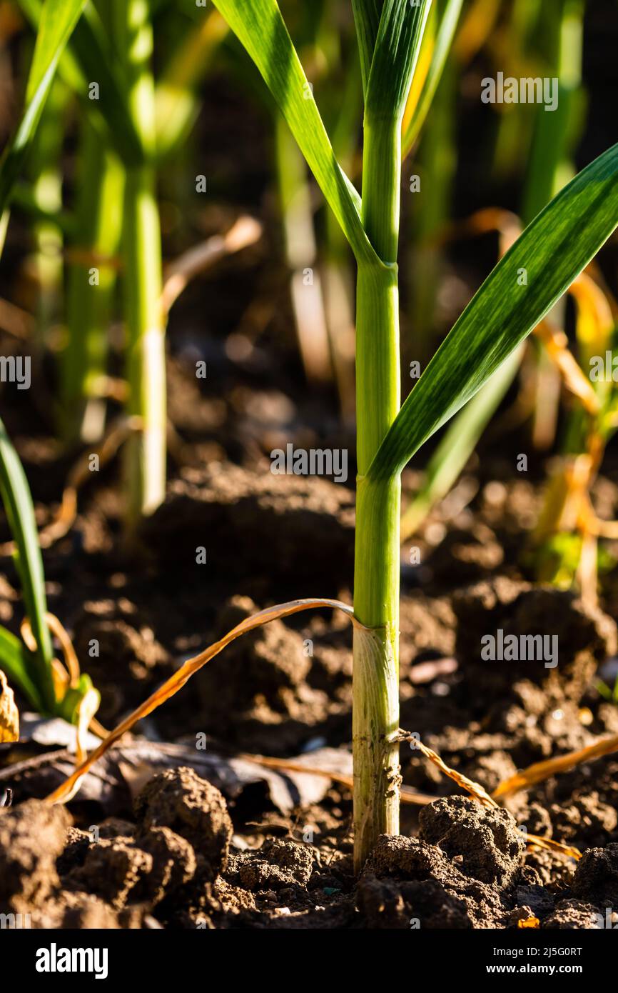 Spring onions grown in vegetable garden plots, Organically grown onions ...