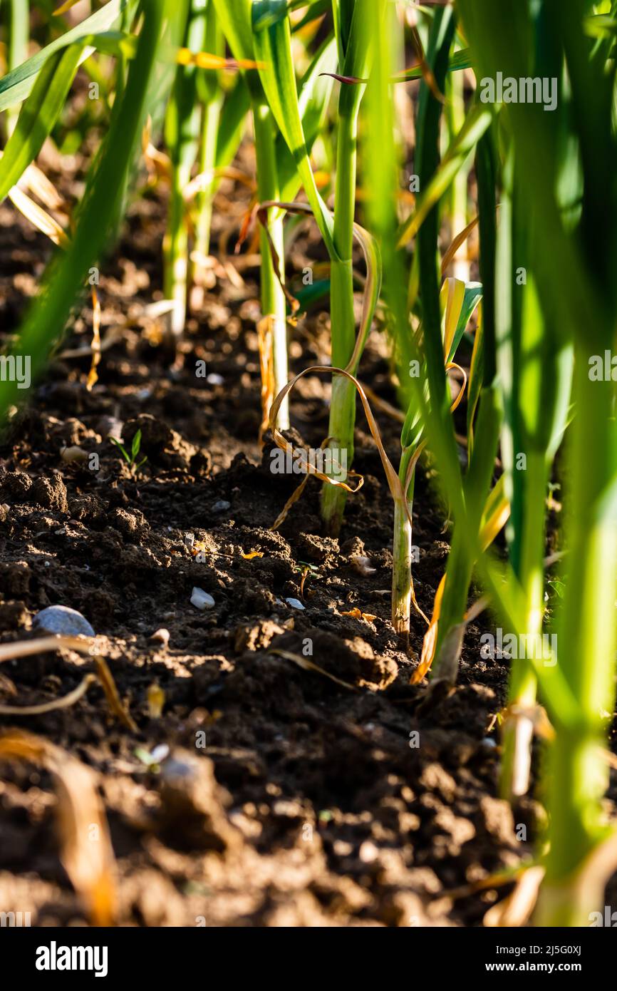 Spring onions grown in vegetable garden plots, Organically grown onions ...