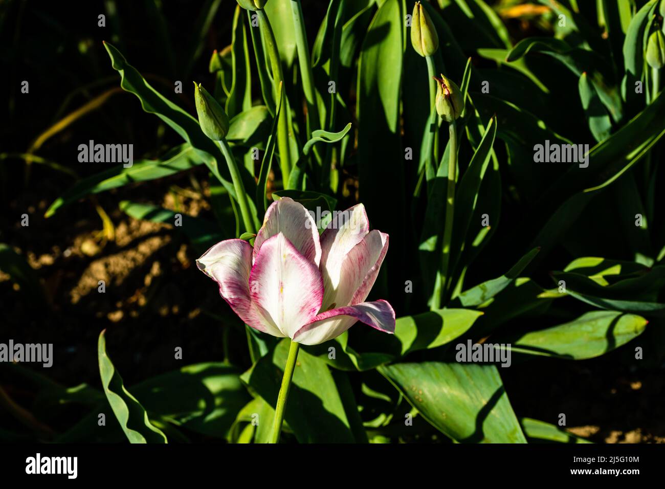 Spring flowers in the garden. Countryside life Stock Photo - Alamy