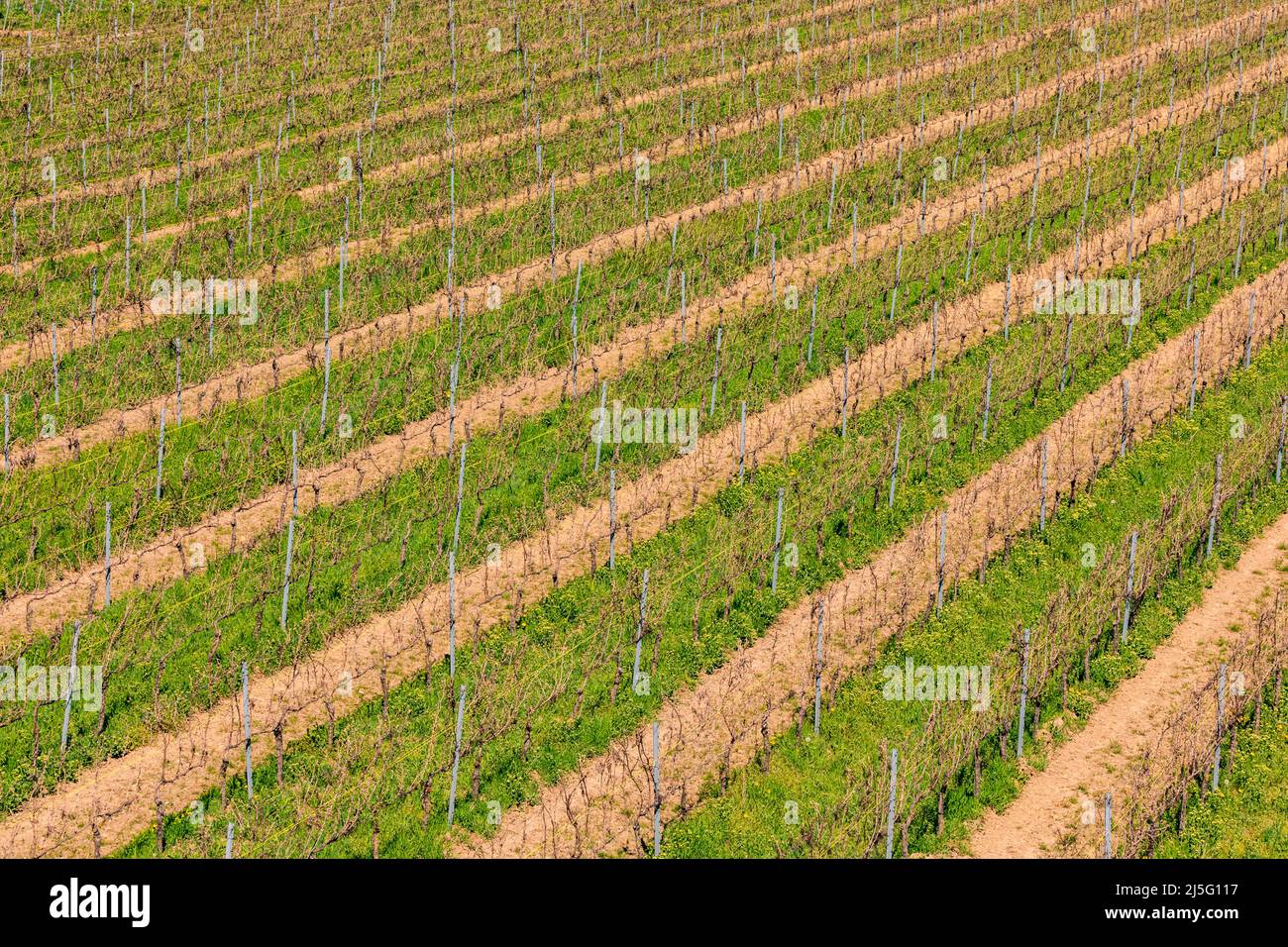 A vineyard with many young vines in spring in Germany Stock Photo - Alamy