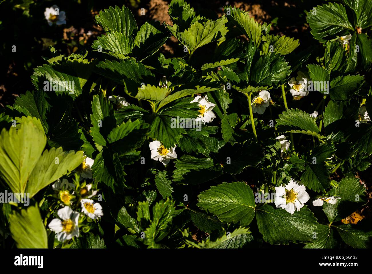 Spring flowers in the garden. Countryside life Stock Photo - Alamy