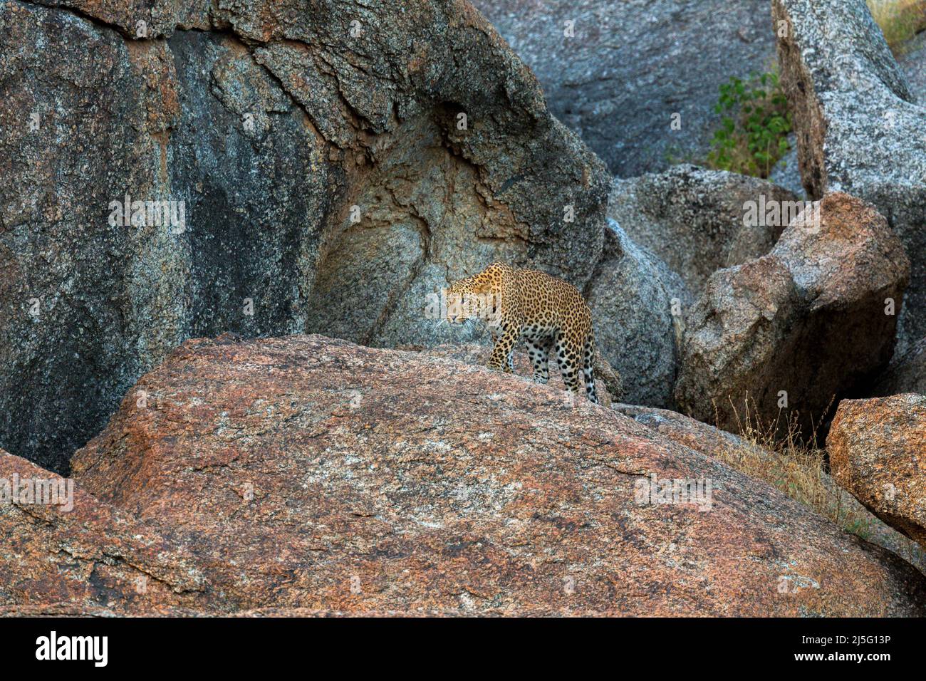 Indian Leopard Cub at Jawai Bera Aravalli Hills Rajasthan Stock Photo ...