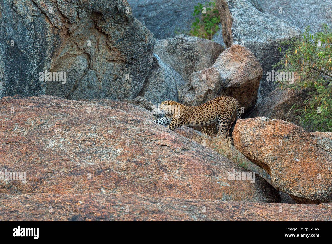 Indian Leopard Cub at Jawai Bera Aravalli Hills Rajasthan Stock Photo ...