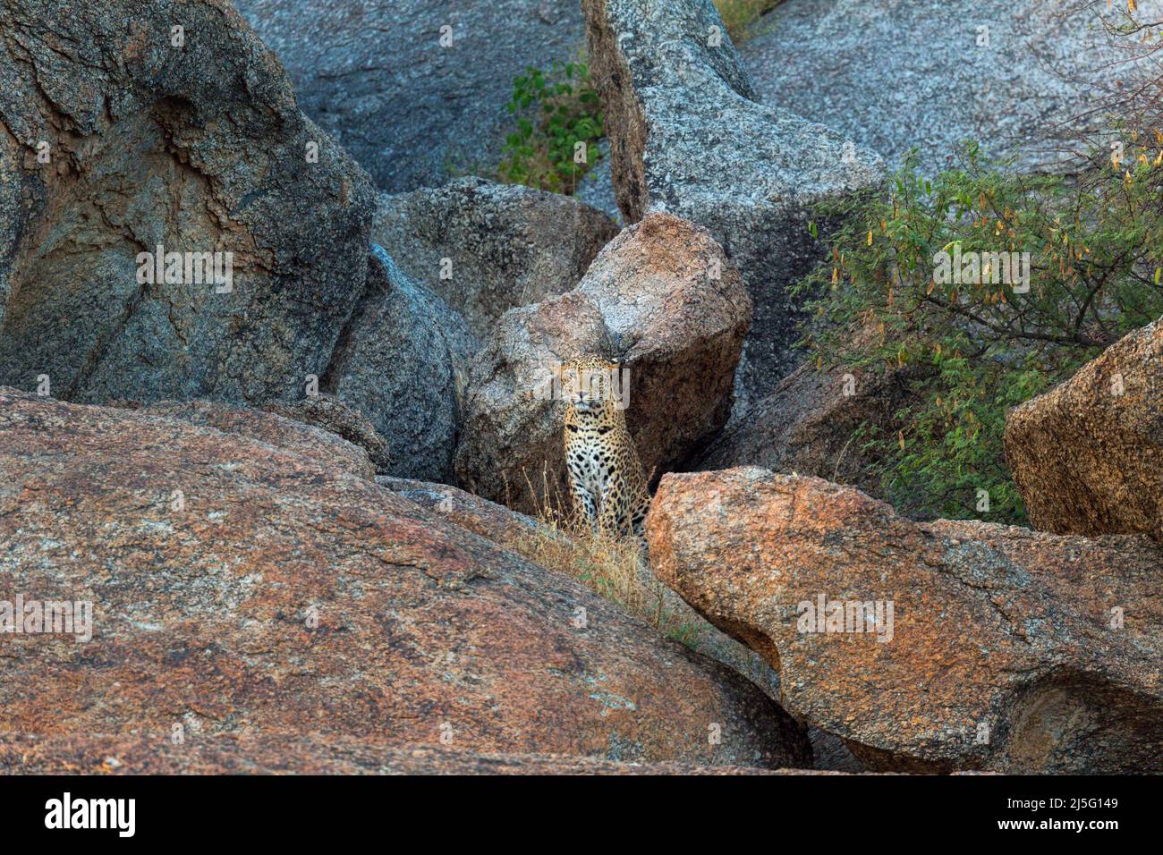 Indian Leopard Cub at Jawai Bera Aravalli Hills Rajasthan Stock Photo ...