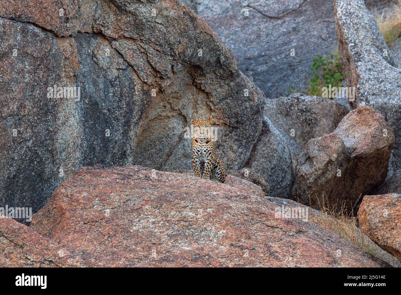 Indian Leopard Cub at Jawai Bera Aravalli Hills Rajasthan Stock Photo ...