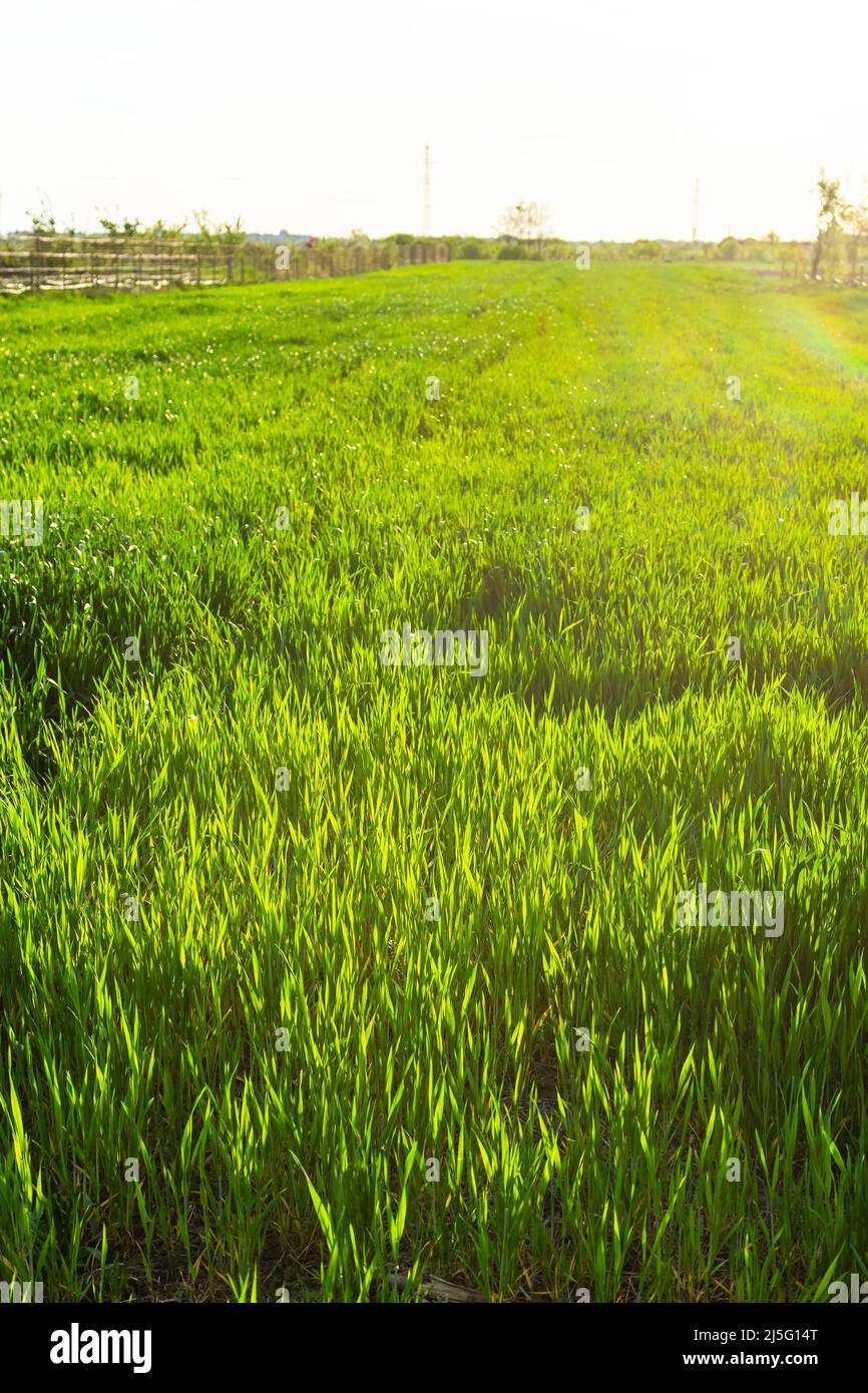 Detail of wheat field and farming concept Stock Photo - Alamy