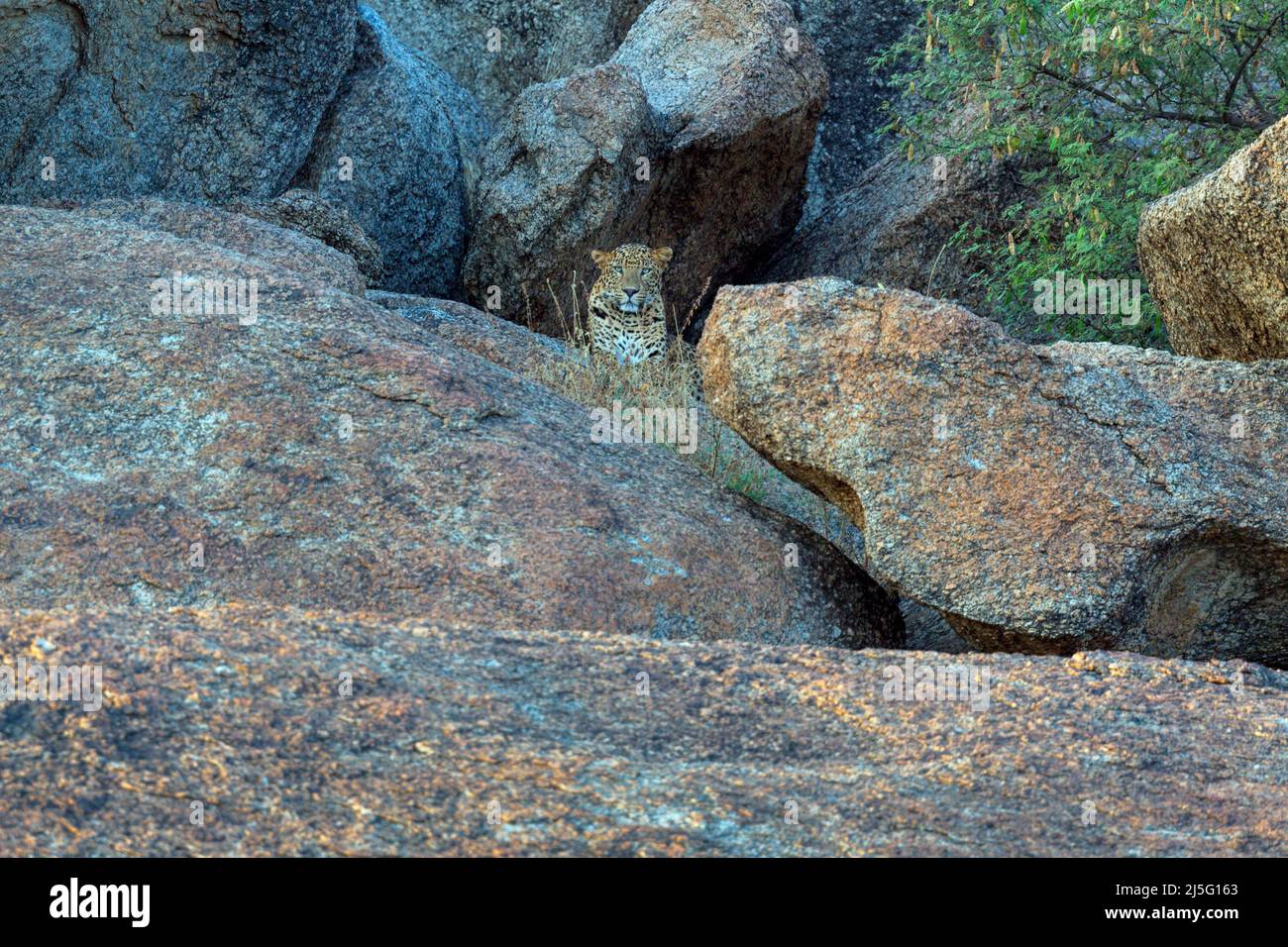 Indian Leopard Cub at Jawai Bera Aravalli Hills Rajasthan Stock Photo ...