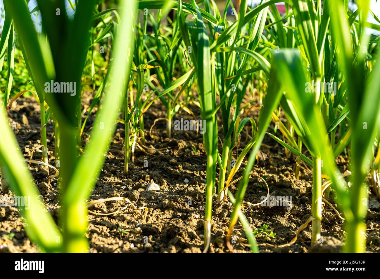 Spring onions grown in vegetable garden plots, Organically grown onions ...