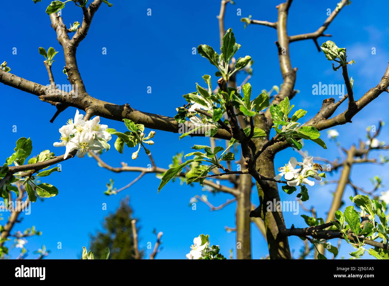 Spring time, blossom trees in the garden Stock Photo - Alamy