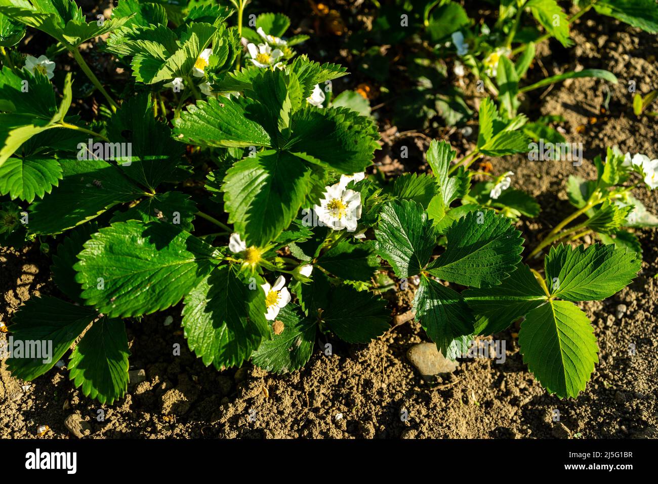 Spring flowers in the garden. Countryside life Stock Photo - Alamy
