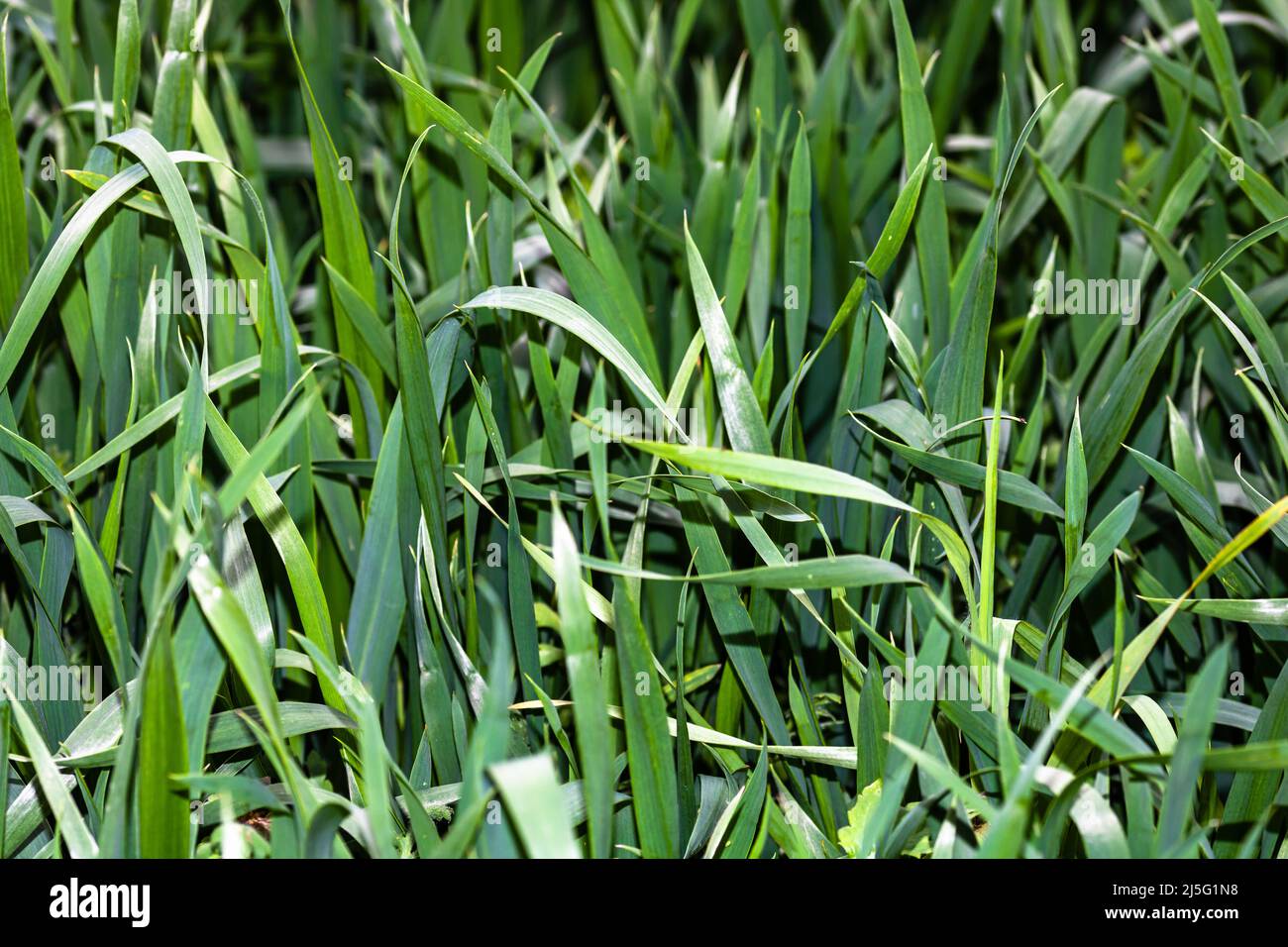 Detail of wheat field and farming concept Stock Photo - Alamy