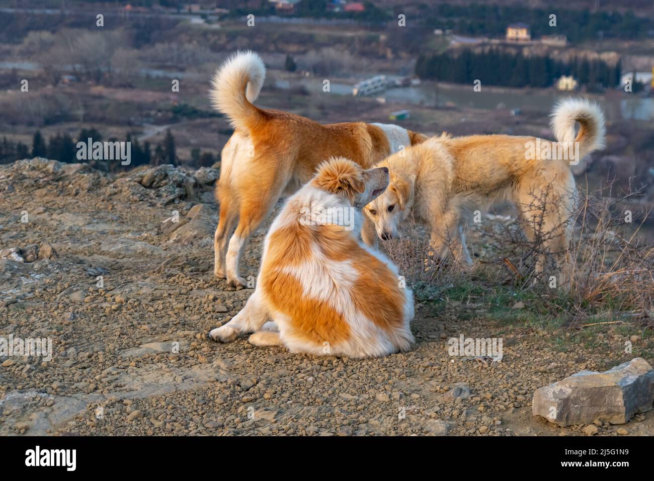 Dogs on mountain peak at the sunrise. Animal Stock Photo - Alamy