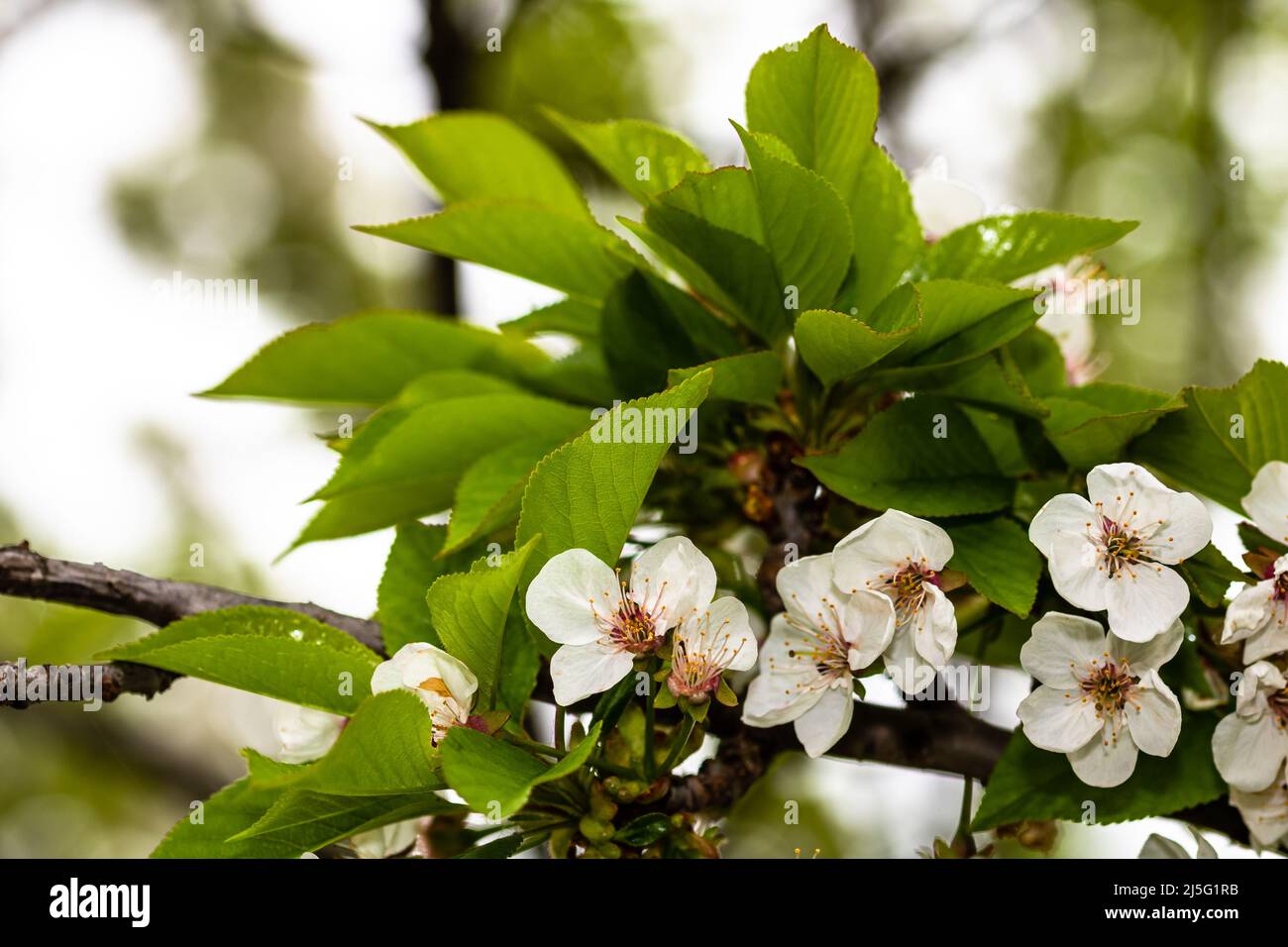 Spring flowering trees with white flowers in the garden. Spring ...