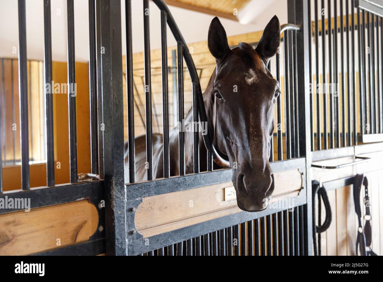 Ranch portrait hi-res stock photography and images - Alamy