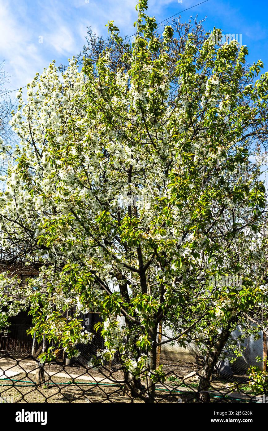 Spring time, blossom trees in the garden Stock Photo - Alamy