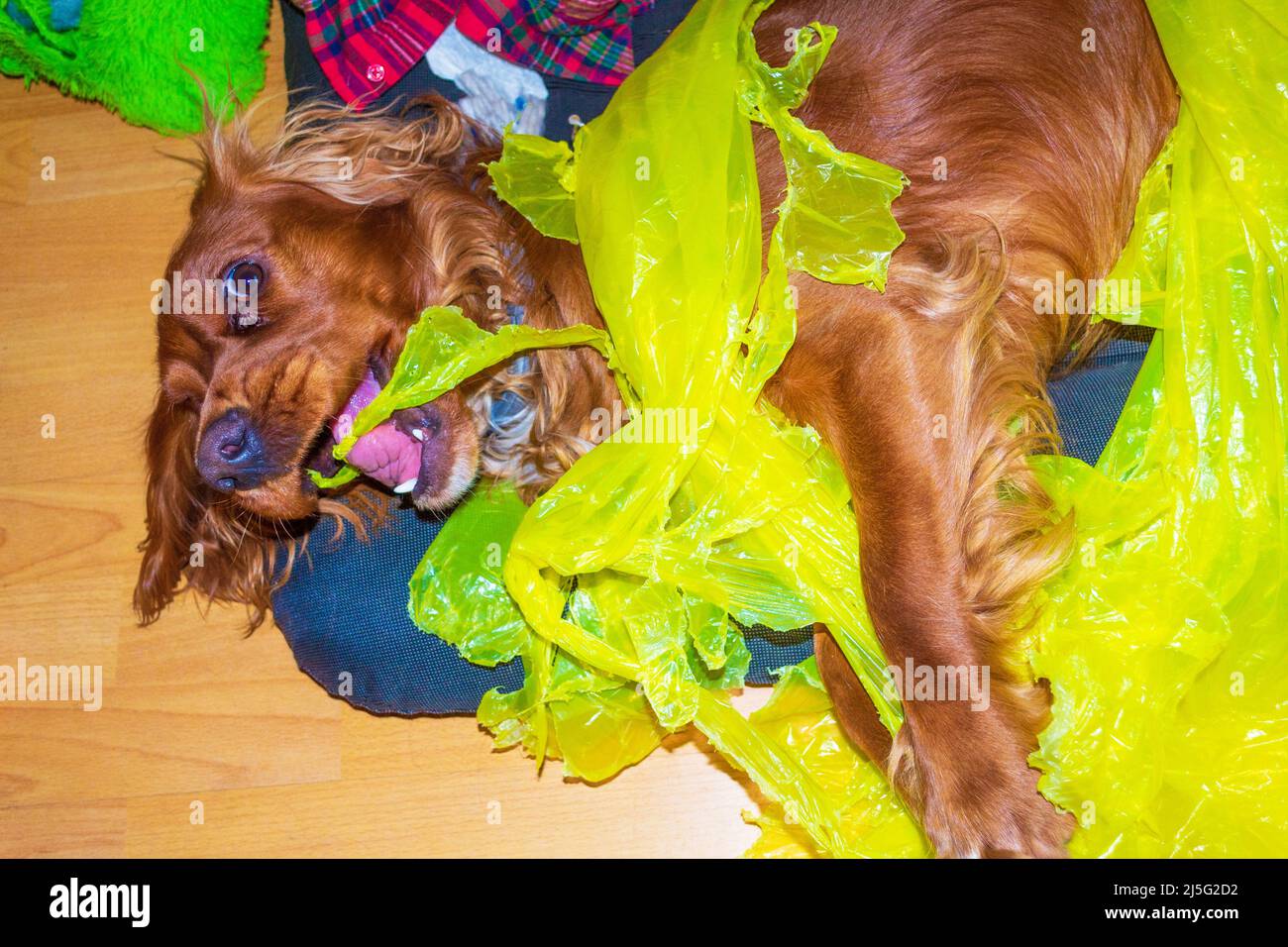 little naughty cocker spaniel dog lying in his bed tears raincoat Stock ...