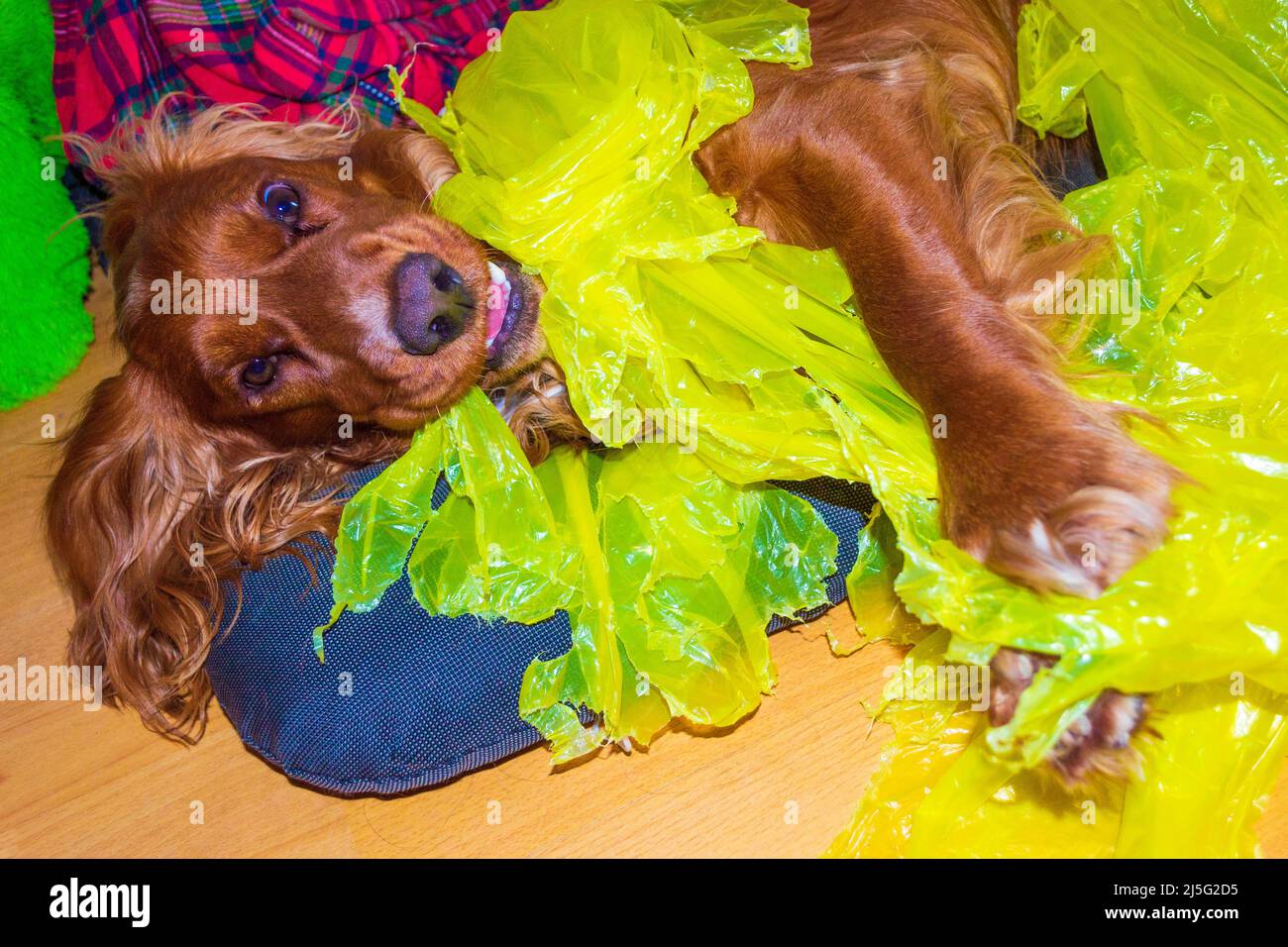 little naughty cocker spaniel dog lying in his bed tears raincoat Stock ...