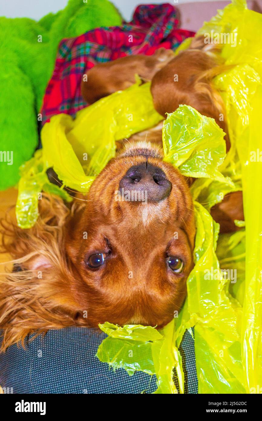 little naughty cocker spaniel dog lying in his bed tears raincoat Stock ...