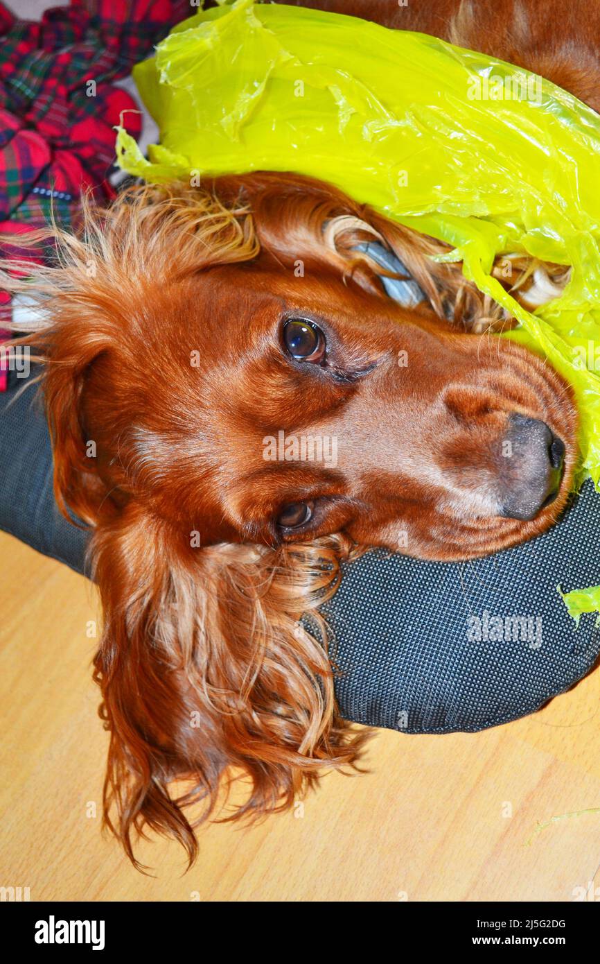 little naughty cocker spaniel dog lying in his bed tears raincoat Stock ...