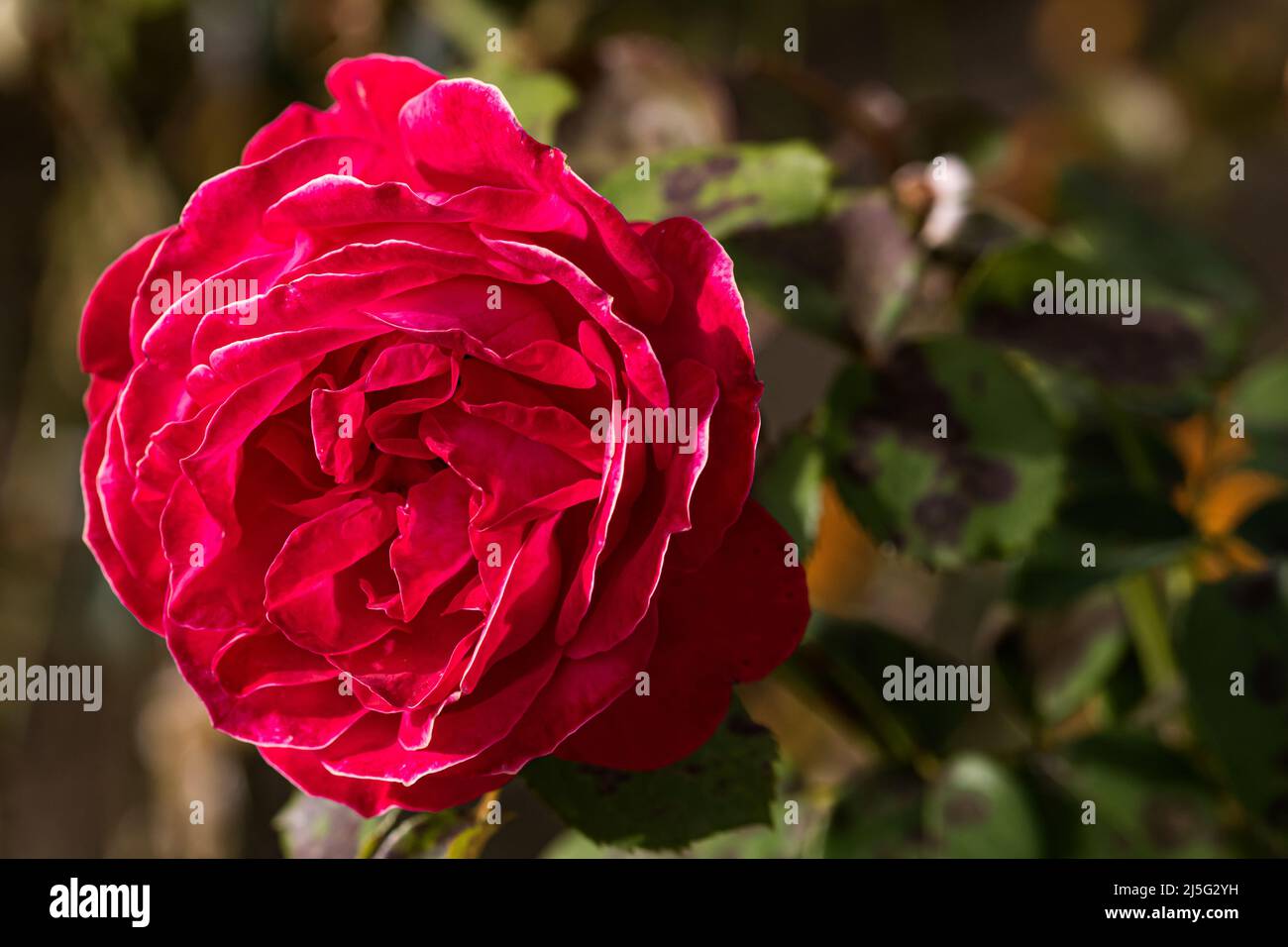Delicate colorful rose isolated in garden with copy space. Rose ...