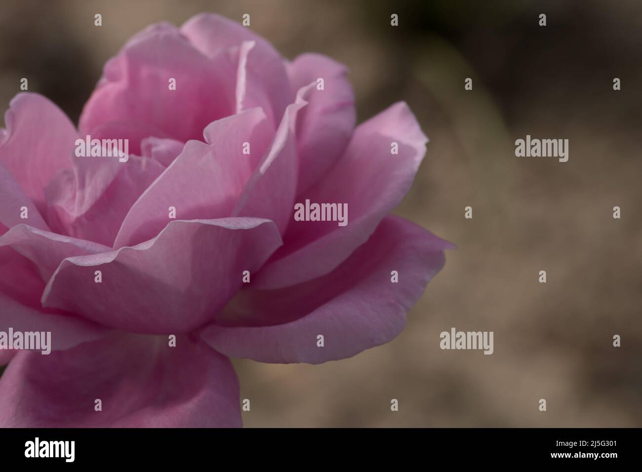 Delicate colorful rose isolated in garden with copy space. Rose ...