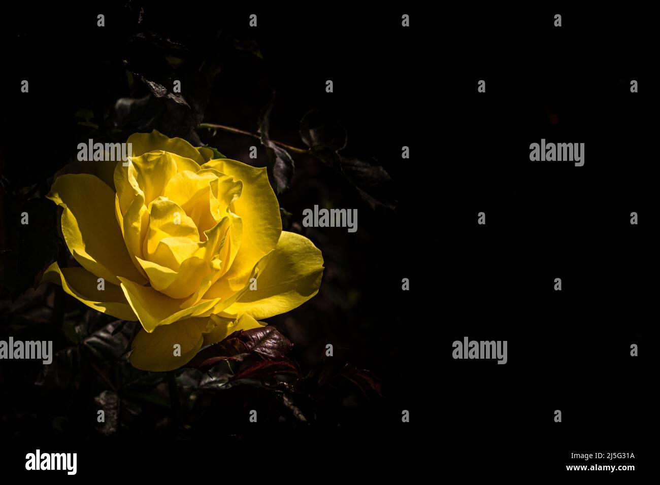 Delicate colorful rose isolated on black with copy space. Rose isolated ...
