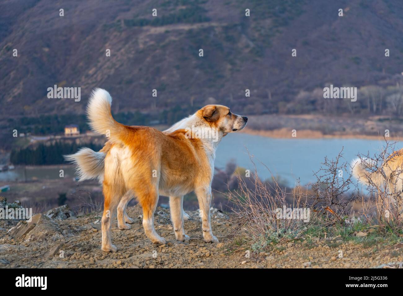 Dogs on mountain peak at the sunrise. Animal Stock Photo - Alamy
