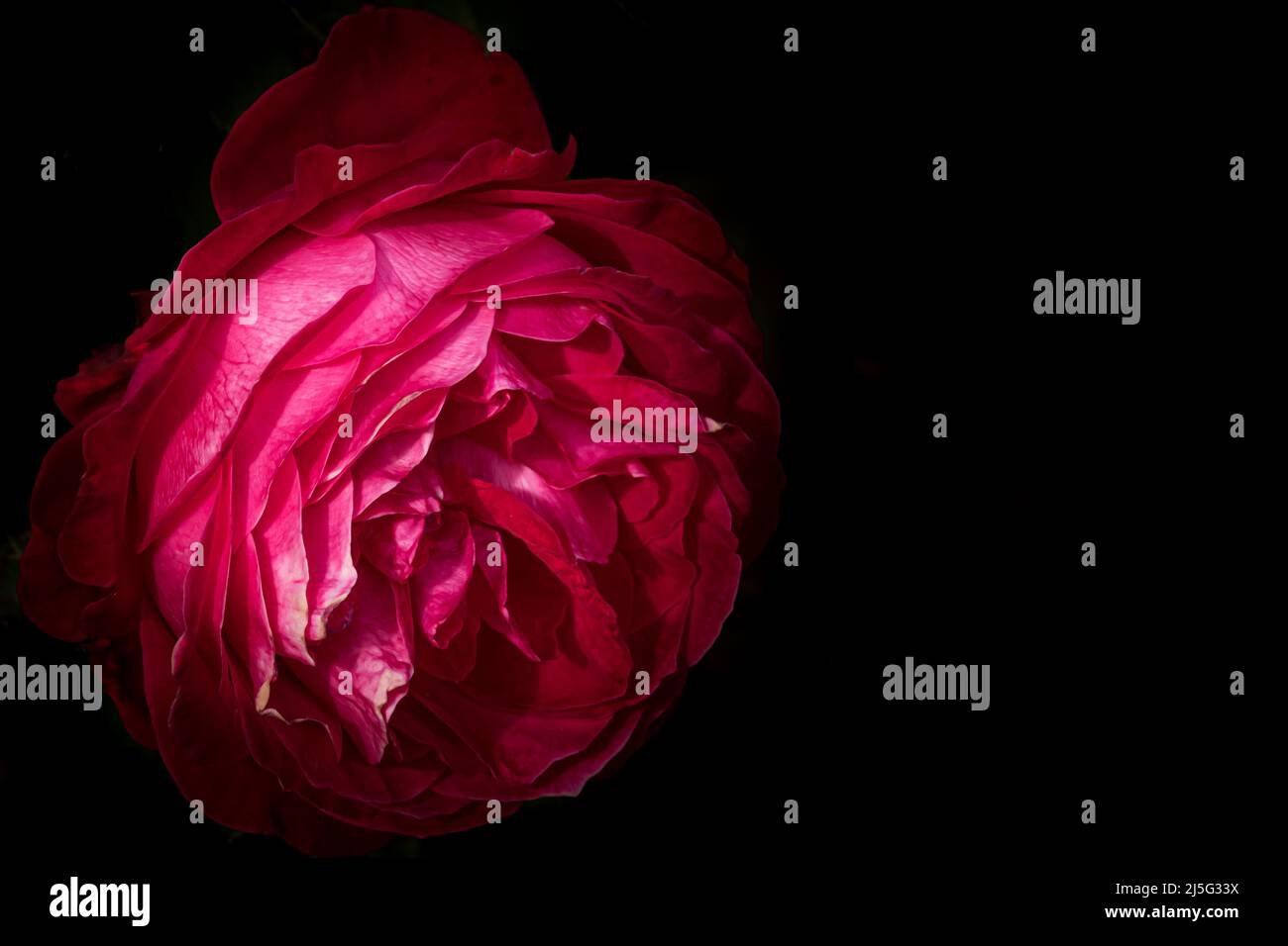 Delicate colorful rose isolated on black with copy space. Rose isolated ...