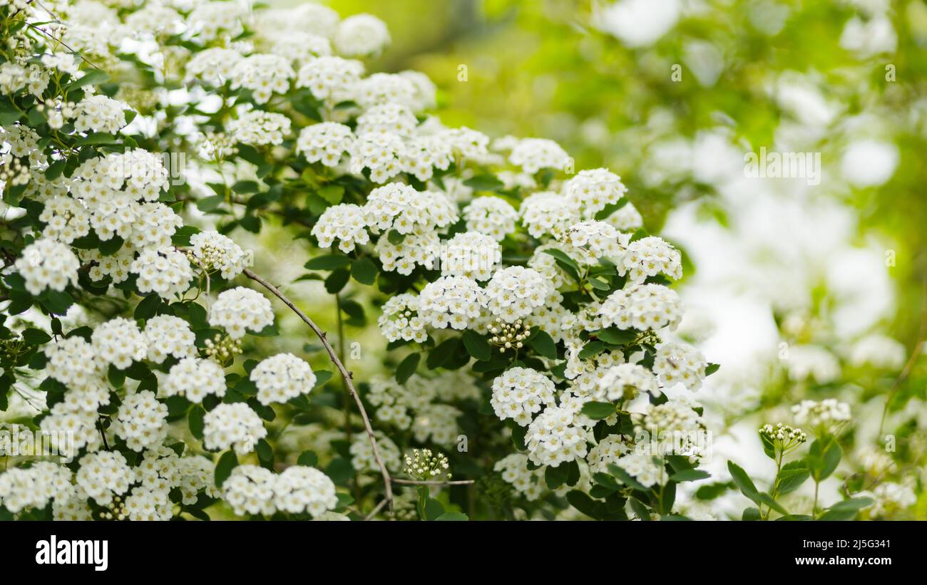 Spirea arguta hi-res stock photography and images - Alamy