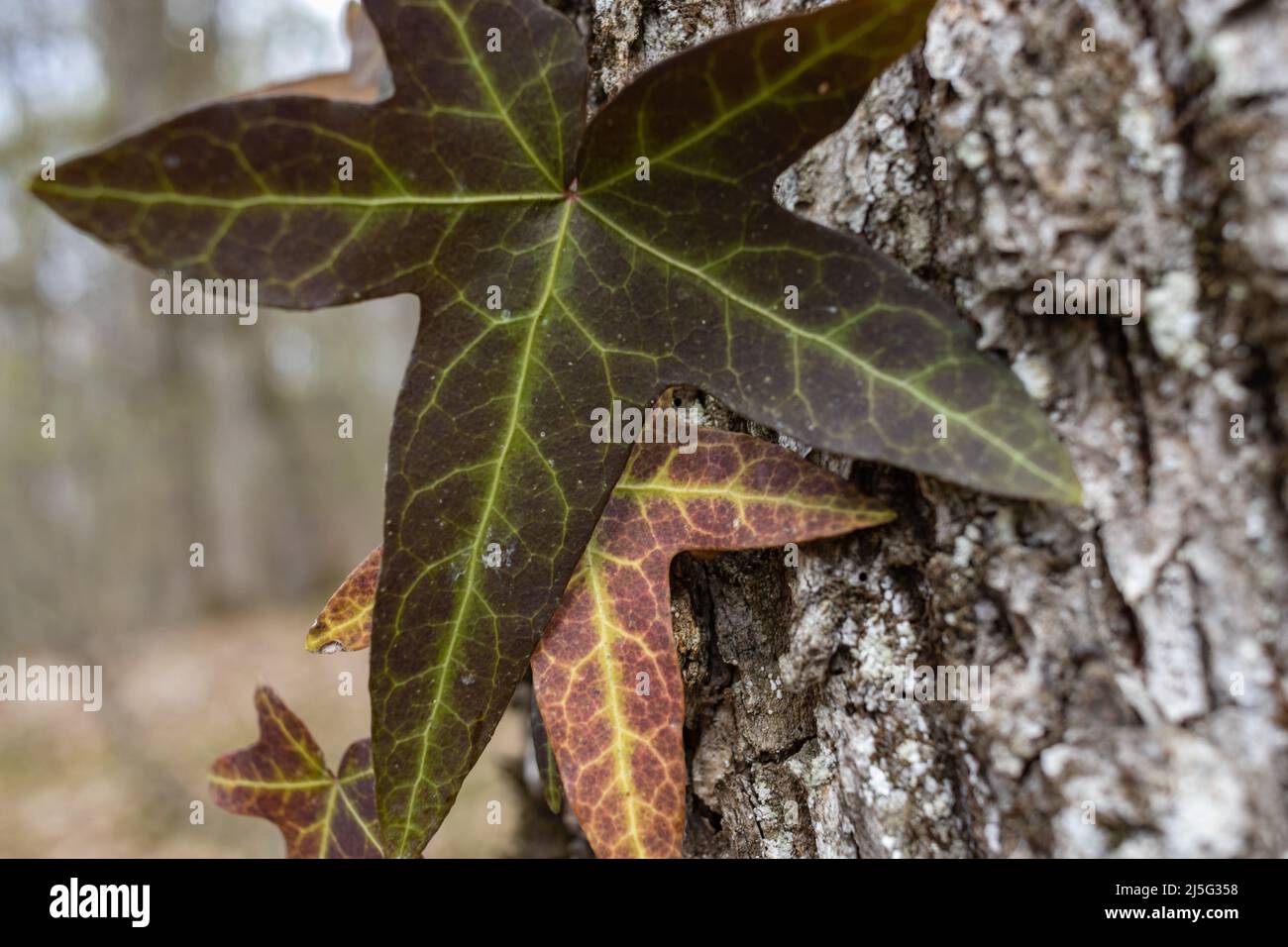 English ivy climbing tree hi-res stock photography and images - Alamy