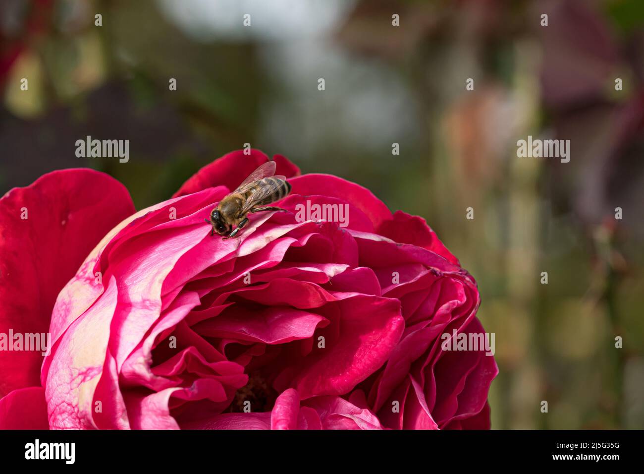 Bee on colorful rose petals isolated in garden with copy space. Rose ...