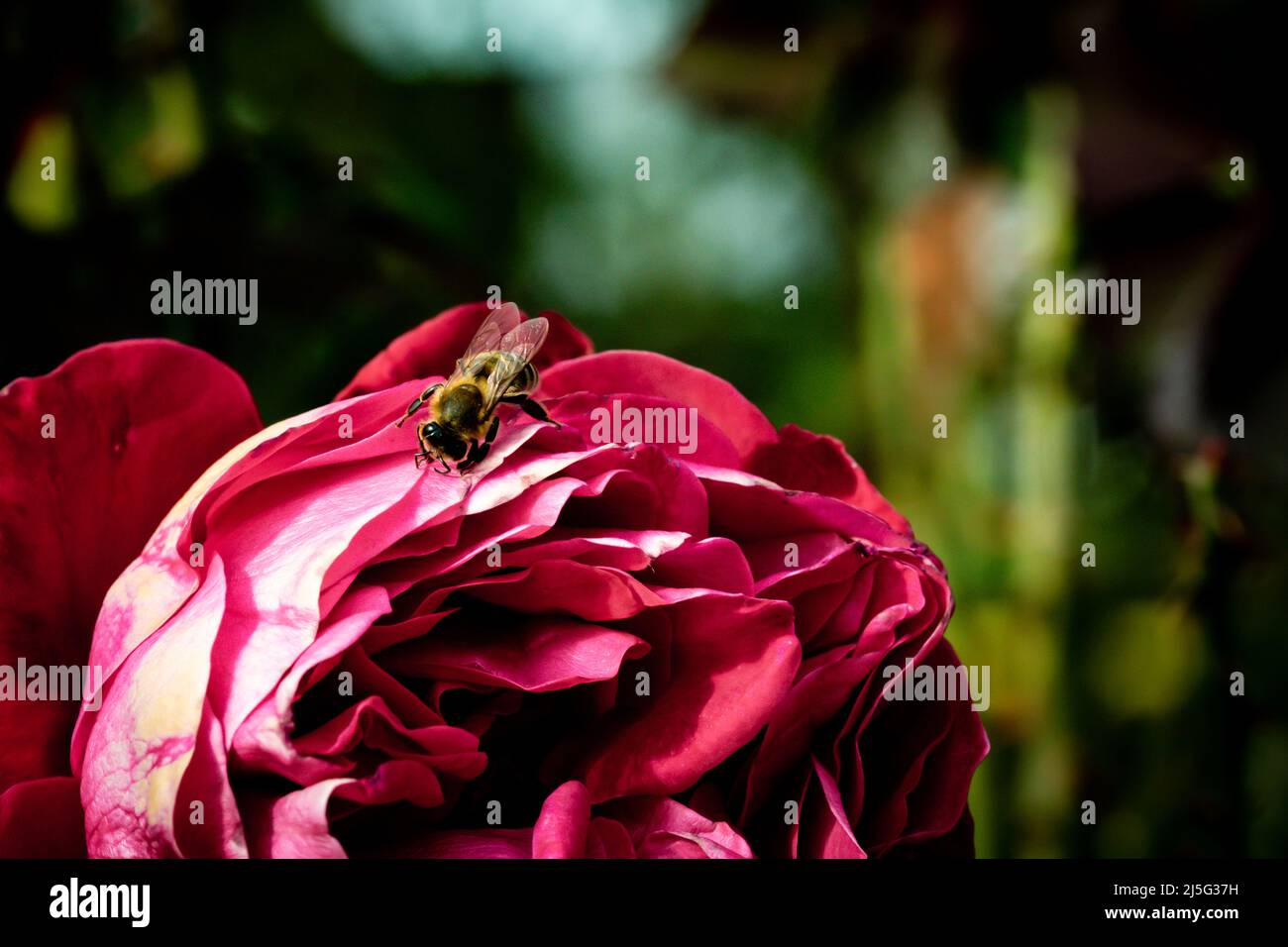 Bee on colorful rose petals isolated in garden with copy space. Rose ...