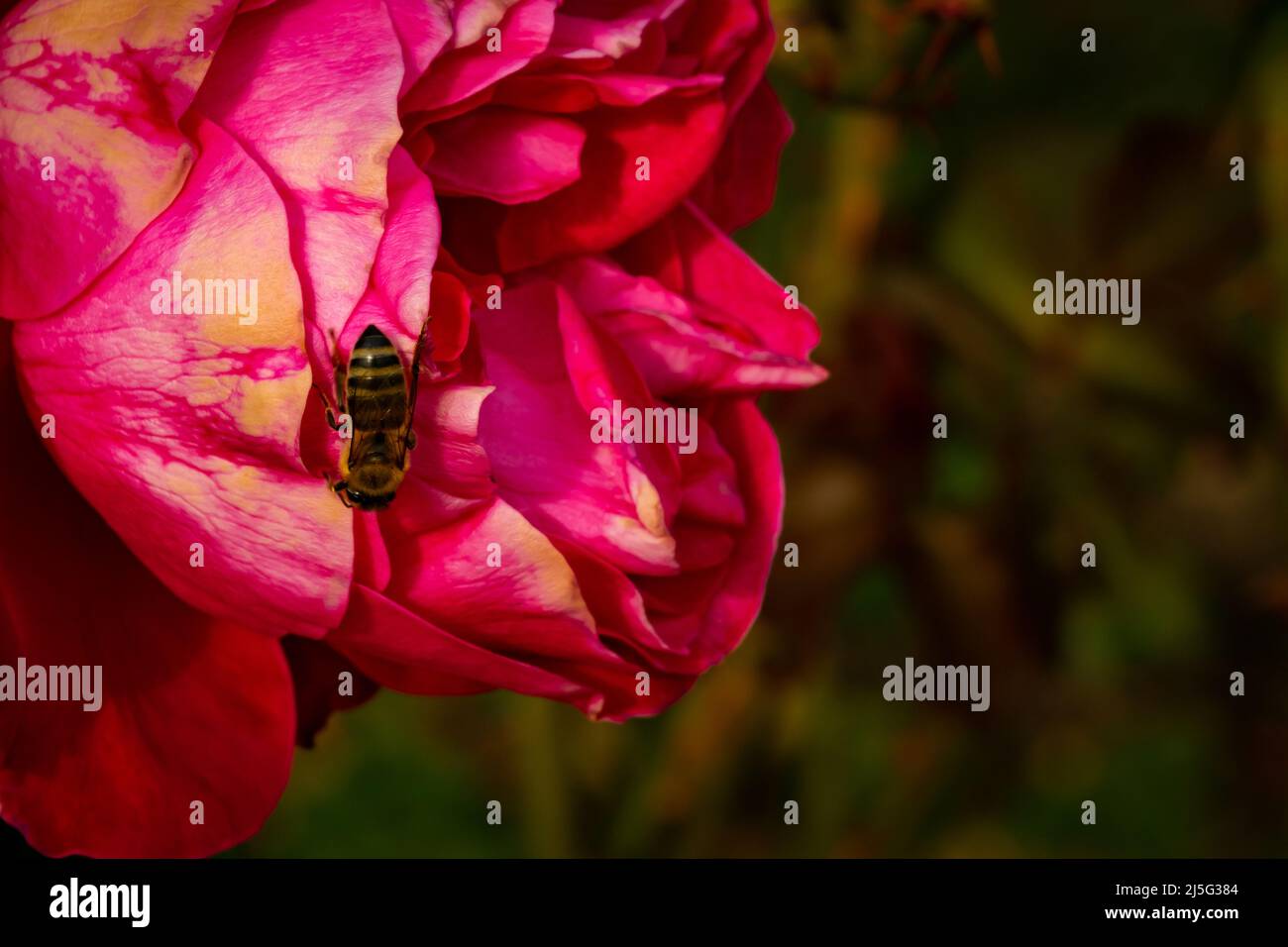 Bee on colorful rose petals isolated in garden with copy space. Rose ...