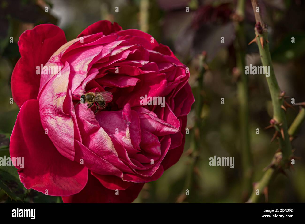 Bee on colorful rose petals isolated in garden with copy space. Rose ...