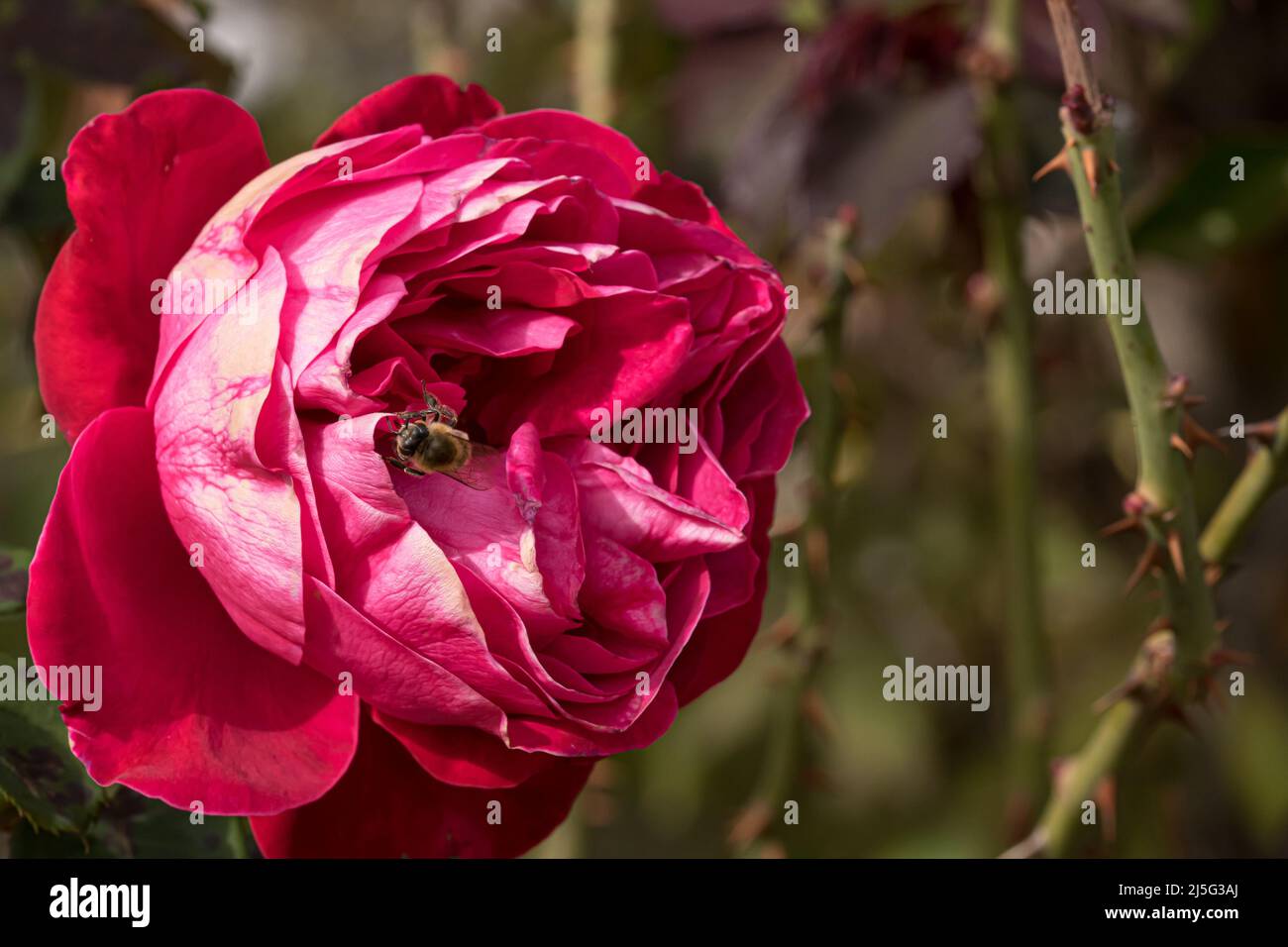 Bee on colorful rose petals isolated in garden with copy space. Rose ...
