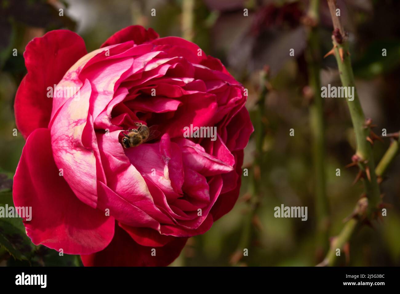 Bee on colorful rose petals isolated in garden with copy space. Rose ...