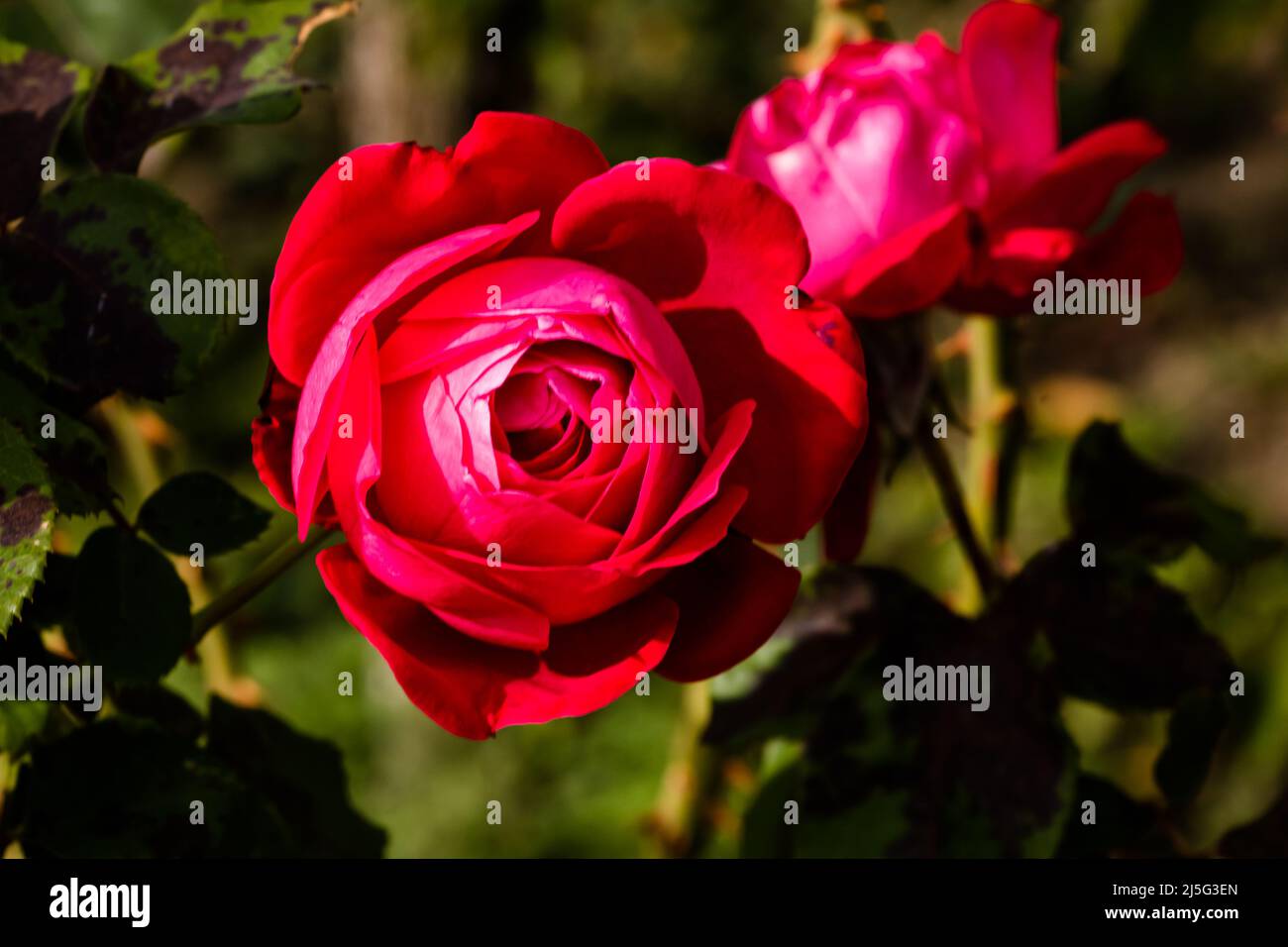 Delicate colorful rose isolated in garden with copy space. Rose ...