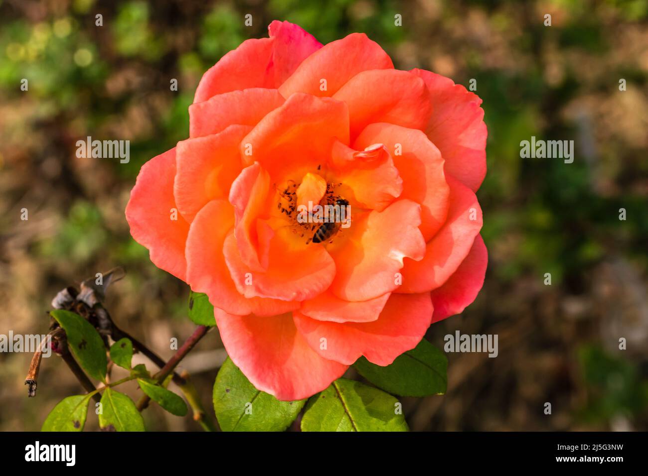 Delicate colorful rose isolated in garden with copy space. Rose ...