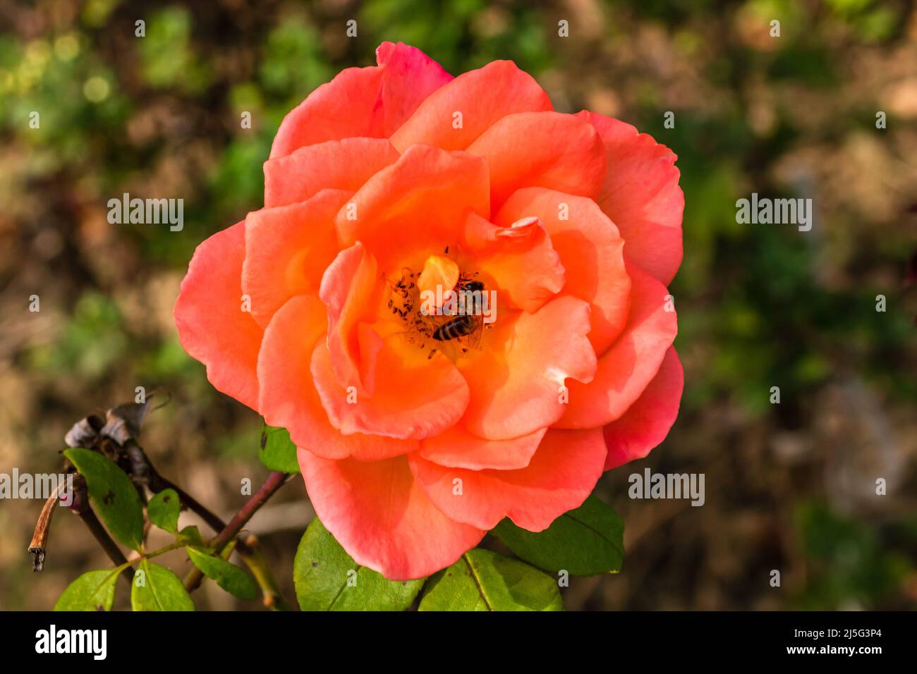 Delicate colorful rose isolated in garden with copy space. Rose ...